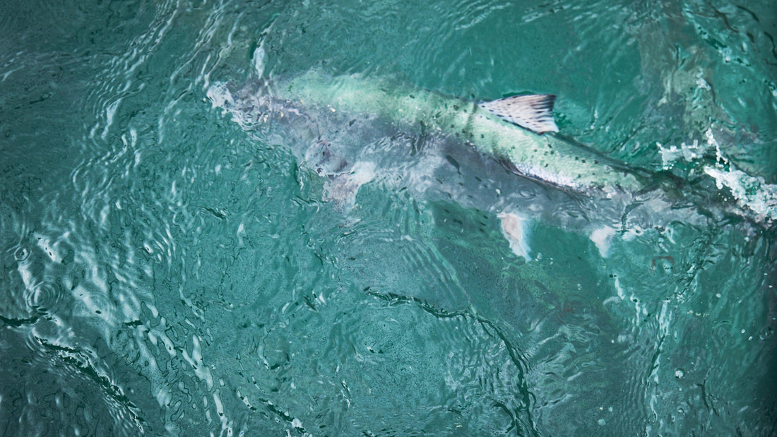 Products – Akaroa Salmon