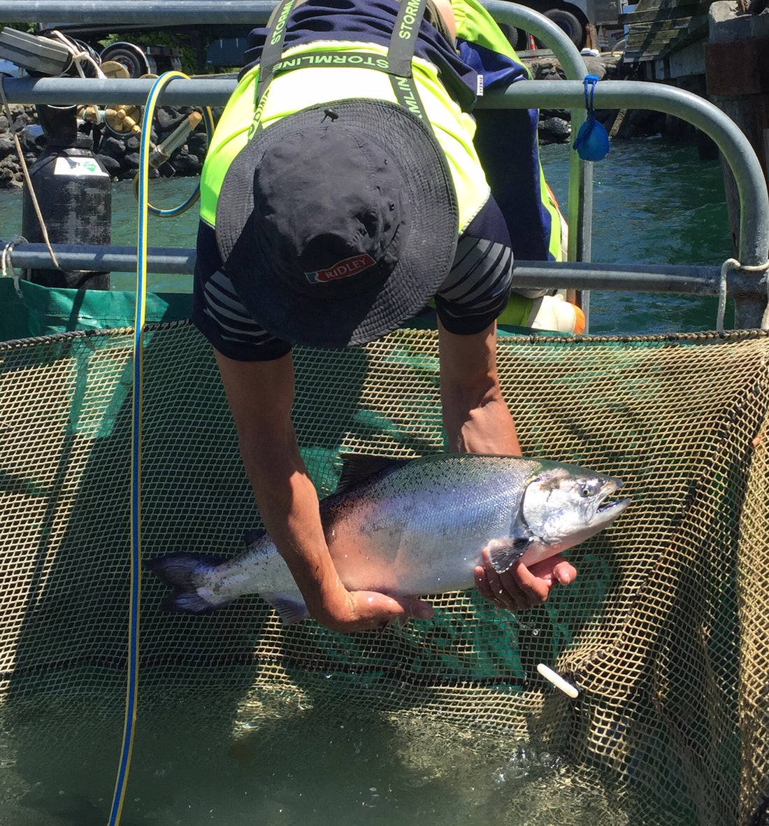 Our King Salmon | Fresh NZ Salmon | Akaroa Salmon